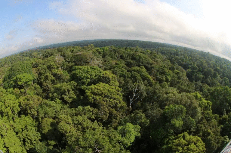 Justiça Federal suspende projetos de crédito de carbono do governo do ...